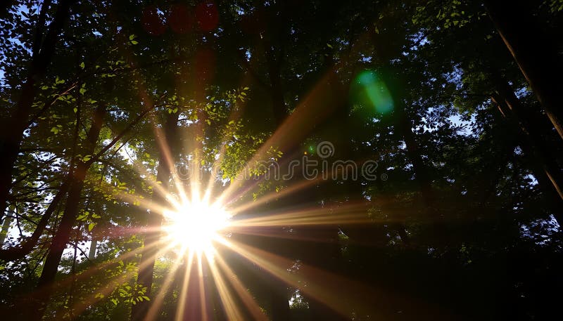 Sun Rays Shining through Trees in a Lush Green Forest Generative AI ...