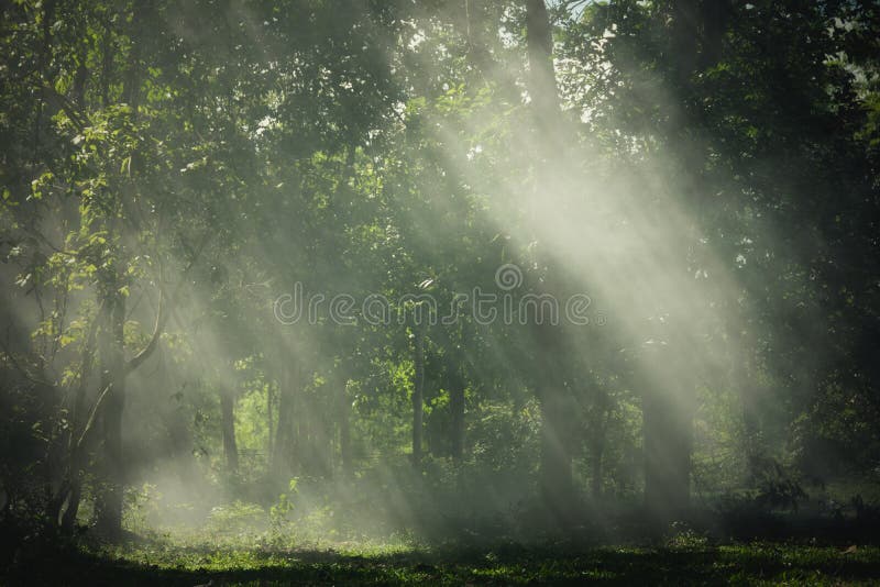 Sun Rays Shining through Trees Stock Image - Image of spring, sunset ...