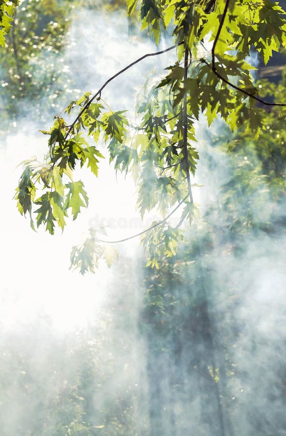 Sun Rays through Smoke in the Forest. Stock Image - Image of beautiful ...