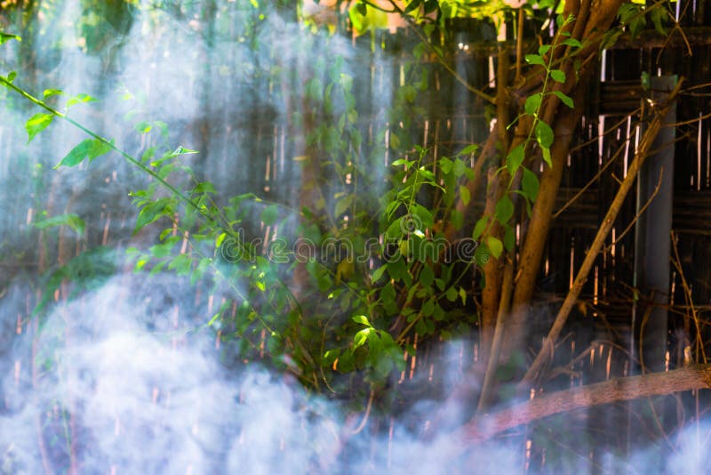 Sun Rays in Smoke with Green Herb Stock Image - Image of outdoors ...