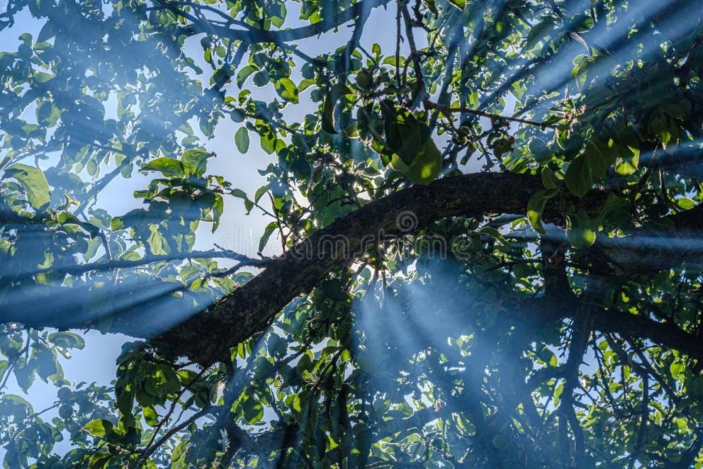 Sun Rays in Smoke Shining through Apple Tree Branches in Summer Evening ...