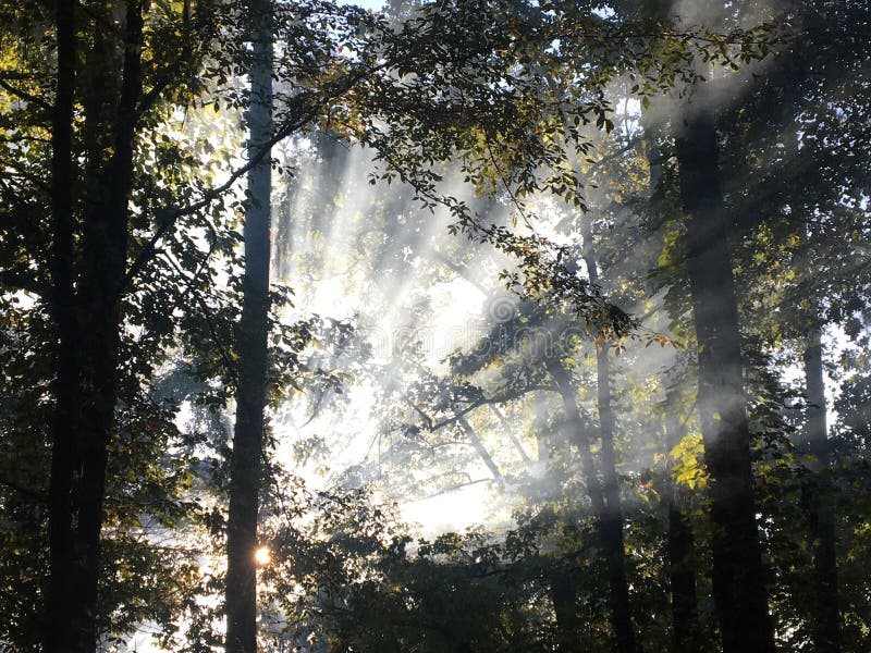 Sun Rays through the Smokey Trees Stock Photo - Image of hidden ...