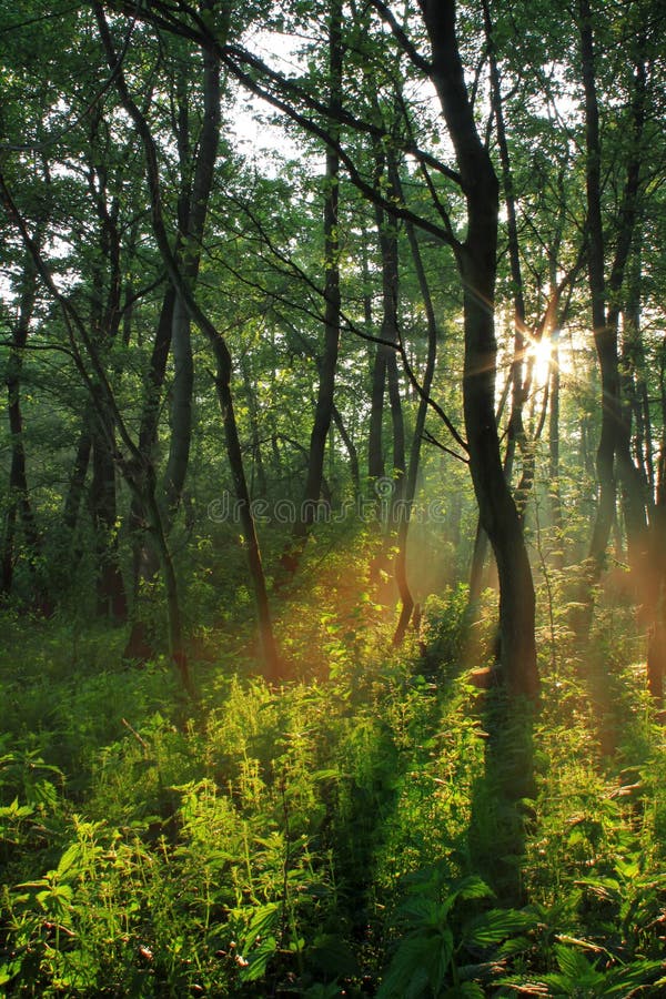 Sun rays in spring forest stock photo. Image of spring - 18710058