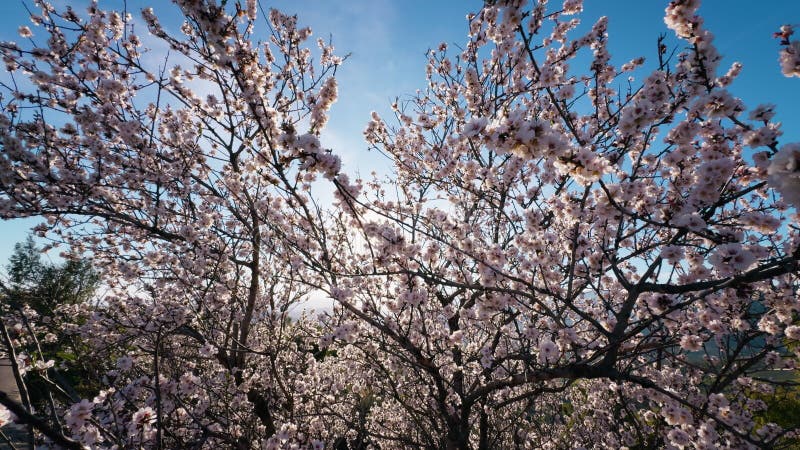 Sun Rays of Spring in Tokyo Stock Footage - Video of branches, blossom ...