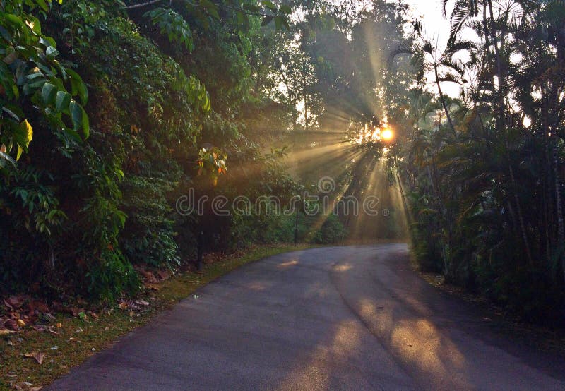 Sun Rays Streaming through Rainforest Trees Stock Photo - Image of ...