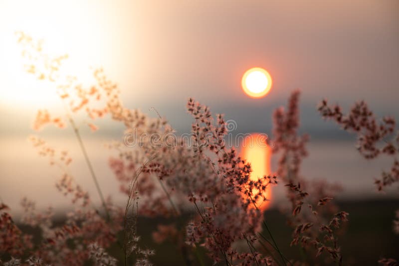 Sun Rays at Sunset through the Grass and Flowers Stock Photo - Image of ...