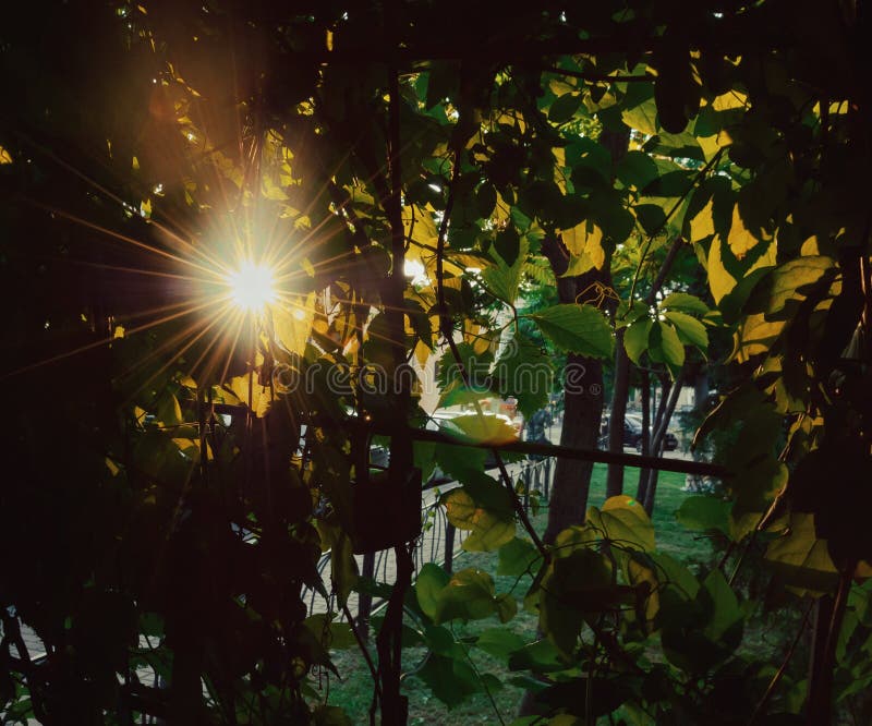 Sun Rays, Sunshine and Sunlight, Lights and Shadows Stock Image - Image ...