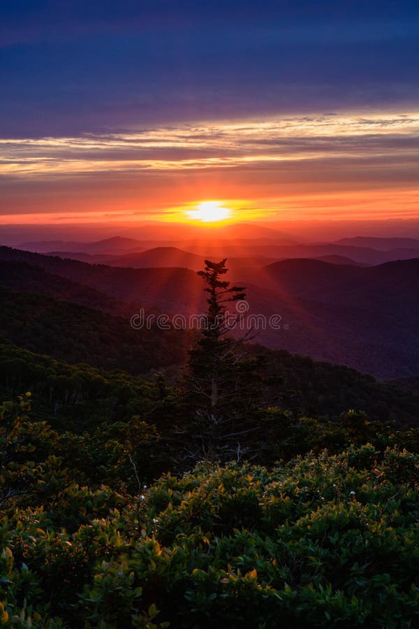 Sun Rays Surround Pine Tree in Blue Ridge Mountains Stock Image - Image ...