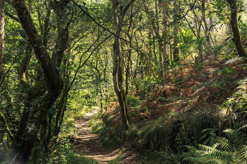Sun Rays in the Thick Forest. Stock Photo - Image of grass, tourism ...