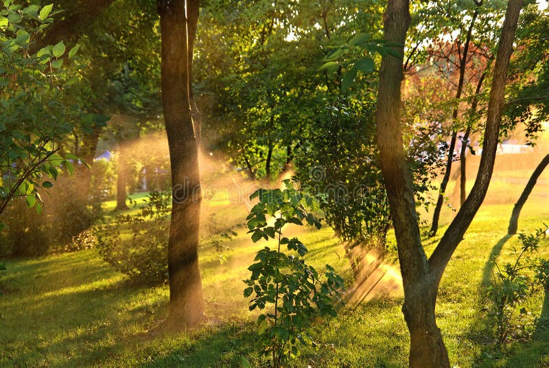 Sun rays thru the trees stock photo. Image of background - 32263786