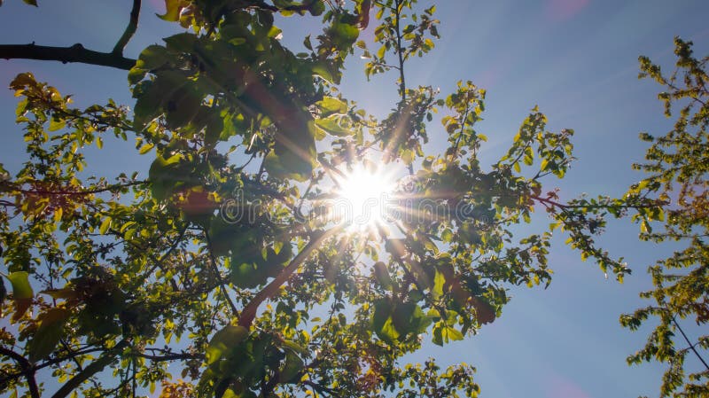 Sun Rays through Tree Branches Stock Image - Image of bright, tree: 5668309