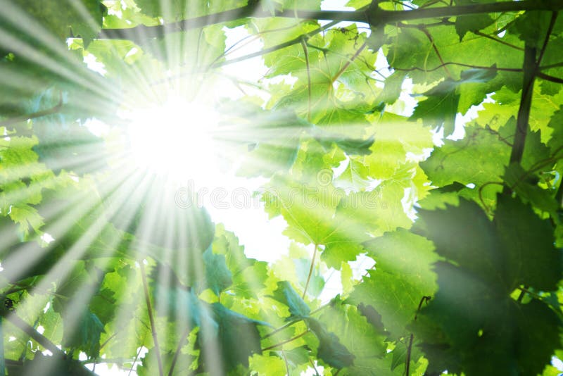 Sun Rays through Tree Branches Stock Image - Image of bright, tree: 5668309