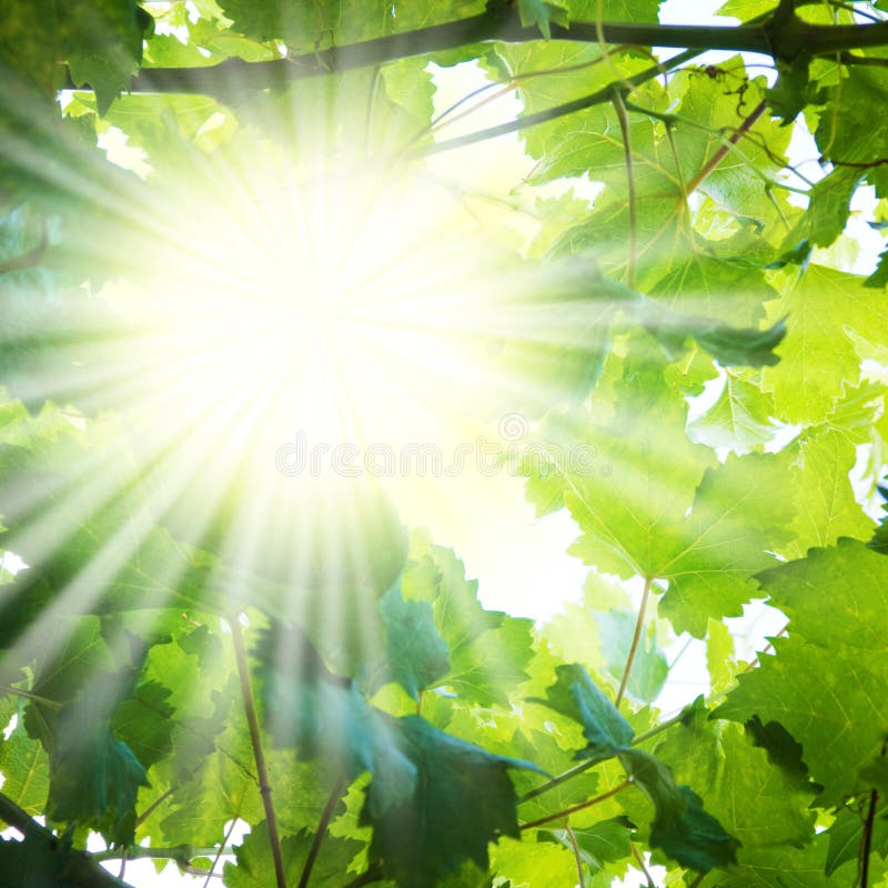 Sun Rays through Tree Branches Stock Image - Image of bright, tree: 5668309