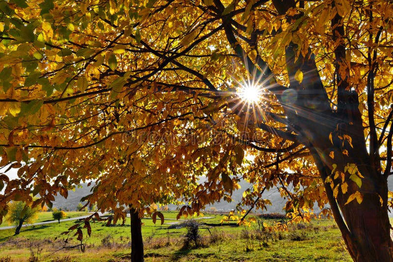 Sun Rays through Tree Branches Stock Photo - Image of beams, freshness ...