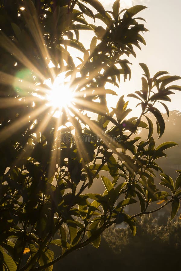 Sun Rays through the Tree Leaves Stock Photo - Image of natural, warm ...