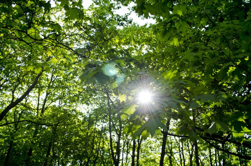 Sun Rays in the Tree Leaves Stock Photo - Image of crowns, branches ...