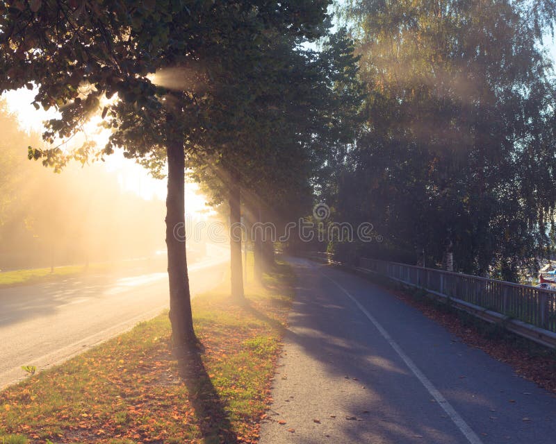 Sun Rays through Tree Next To a Road Stock Image - Image of leaves ...
