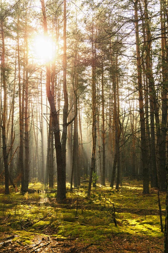 Sun Rays through Tree in a Pine Forest Stock Photo - Image of highlight ...