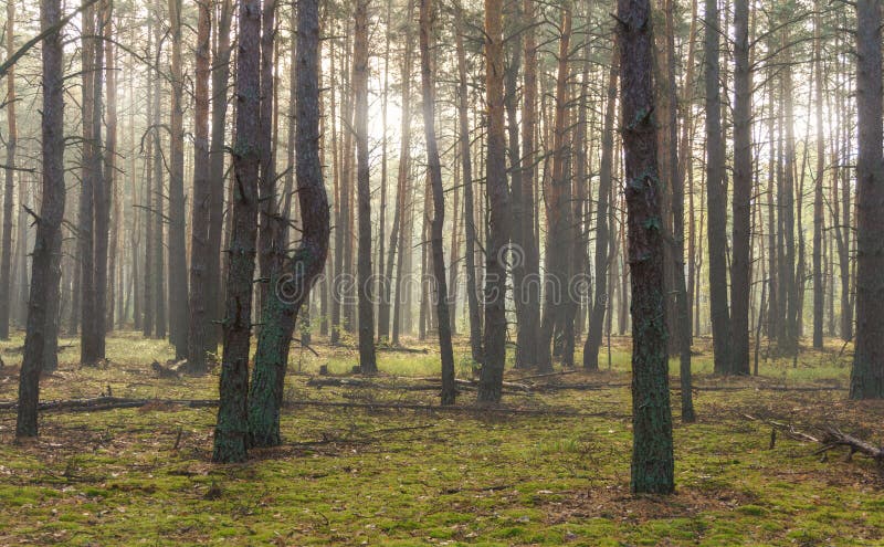 Sun Rays through Tree in a Pine Forest Stock Photo - Image of trunk ...
