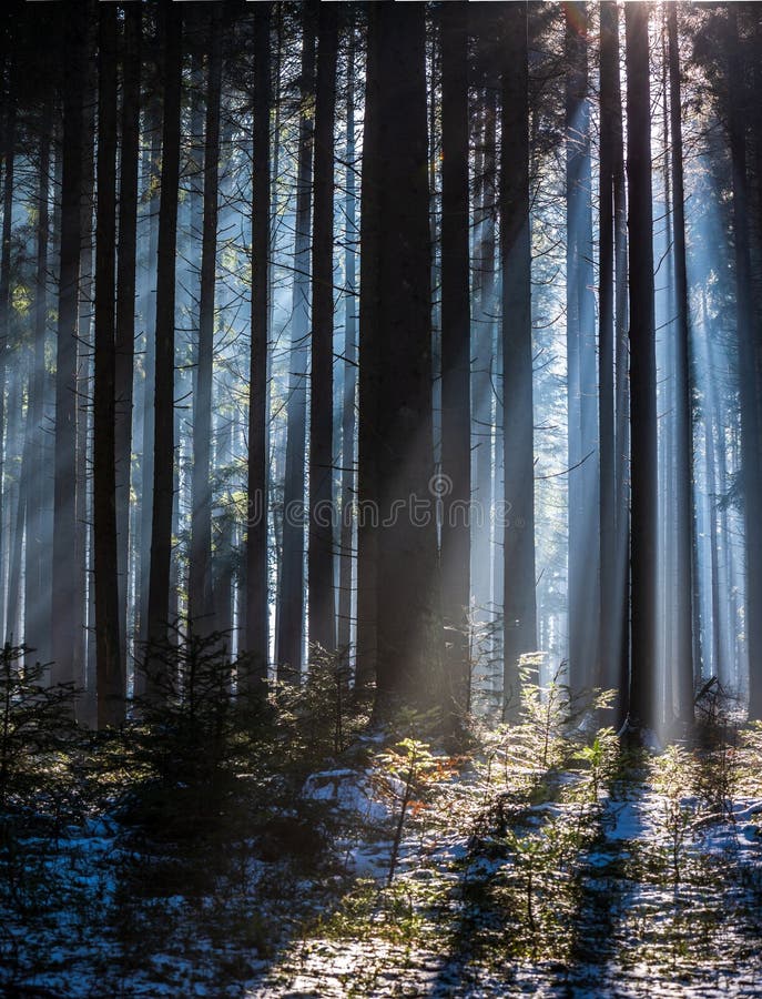 Sun rays between tree. stock photo. Image of morning - 238934418