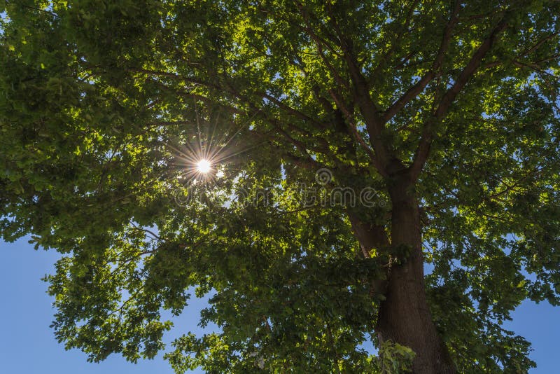 Sun rays through tree top. stock photo. Image of forest - 94291964