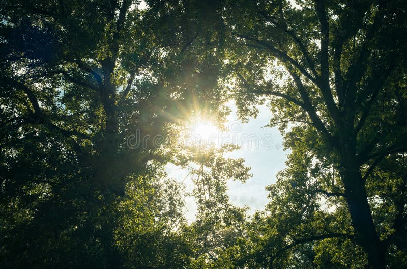 Sun rays through tree tops stock photo. Image of crown - 379242060