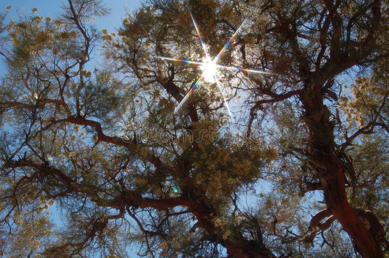 Sun Rays Through Trees stock image. Image of trees, burst - 1267711