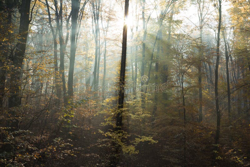 Sun Rays through the Trees during Autumn Stock Image - Image of ...