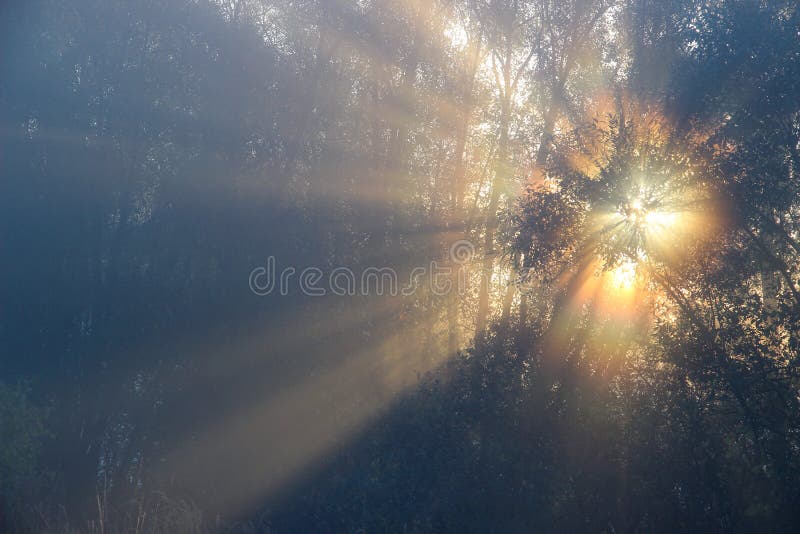 Sun Rays through the Trees. Stock Image - Image of white, trees: 164103207