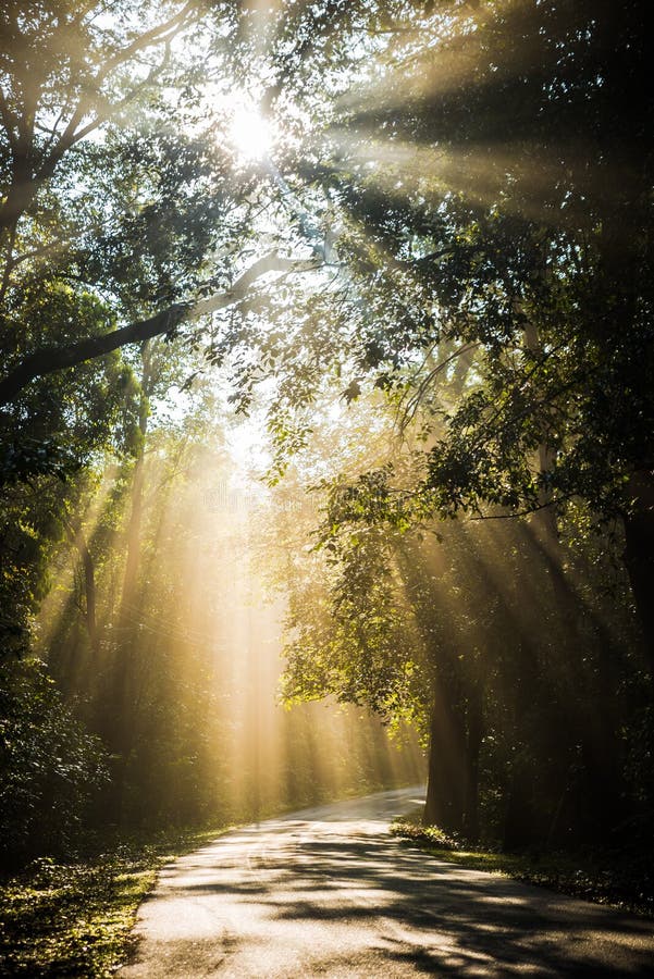 The Rays Of The Sun Falling On A Forest Road Stock Image - Image of ...