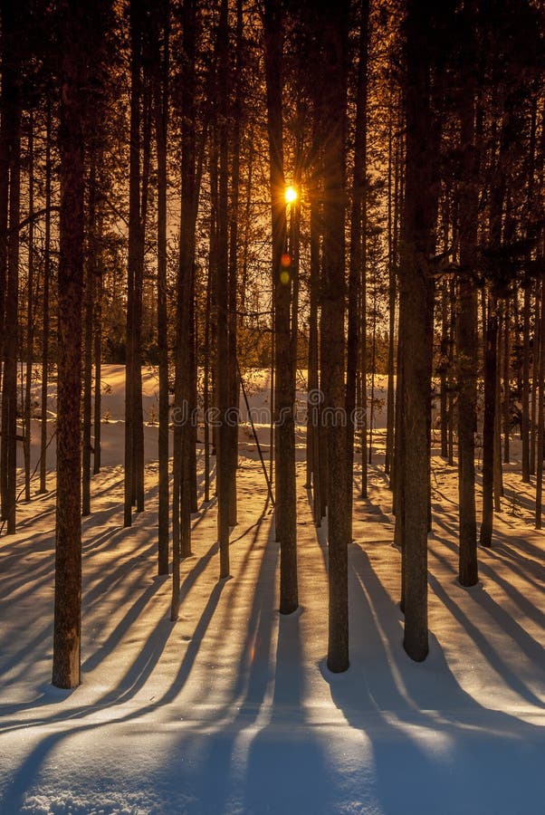 Sun Rays through the Trees of a Forest with Long Shadows Stock Image ...