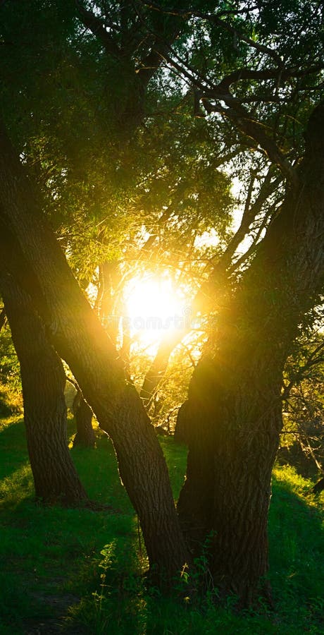 Sun Rays through Trees Landscape Stock Photo - Image of trees, summer ...