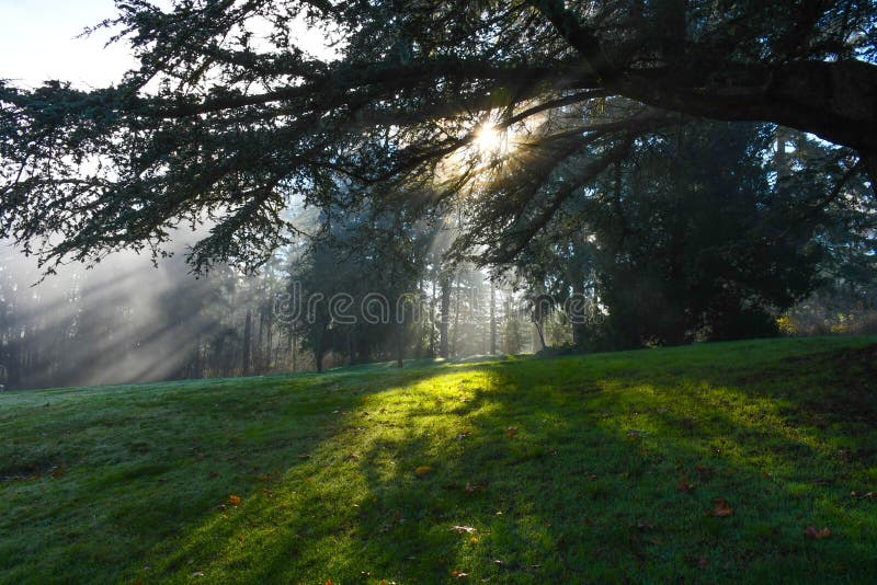 Sun rays through trees stock photo. Image of mystery - 109961372