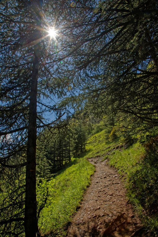 Sun Rays through the Trees and a Mounatin Path Stock Photo - Image of ...