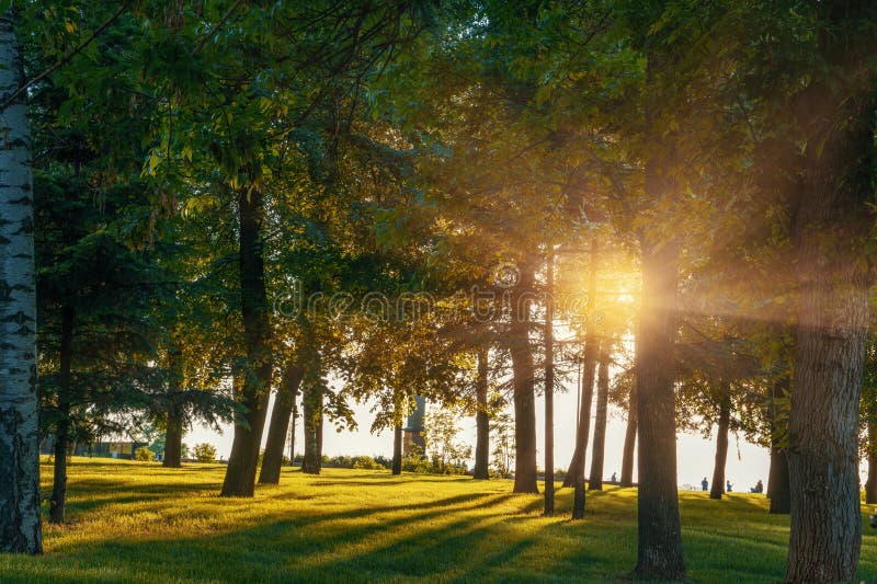 Sun Rays through the Trees of the Park. the Sun S Rays Shine through ...