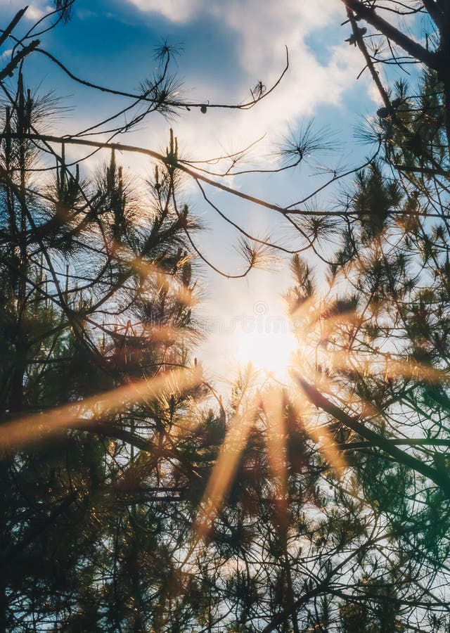 Sun Rays through the Trees in the PINE Forest Stock Photo - Image of ...