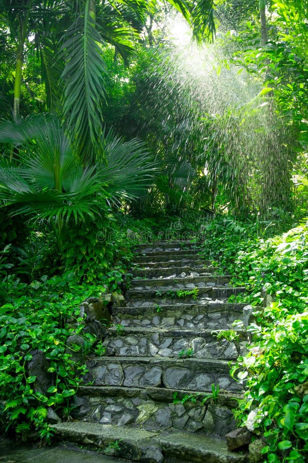 Sun Rays through the Trees in the Rain Stock Photo - Image of ...