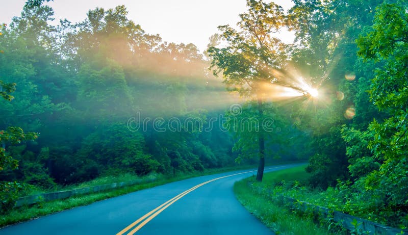 Sun Rays through Trees on Road Stock Photo - Image of parkway, rays ...