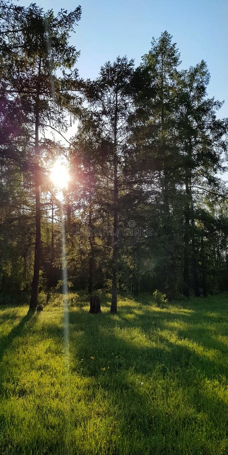 Sun rays through trees stock image. Image of deciduous - 191011789