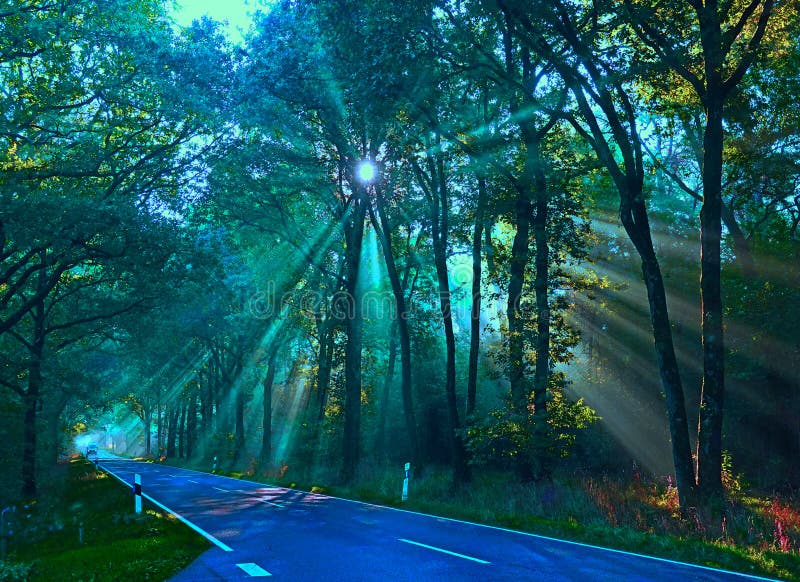 Sun rays through the trees stock photo. Image of leaf - 258169990