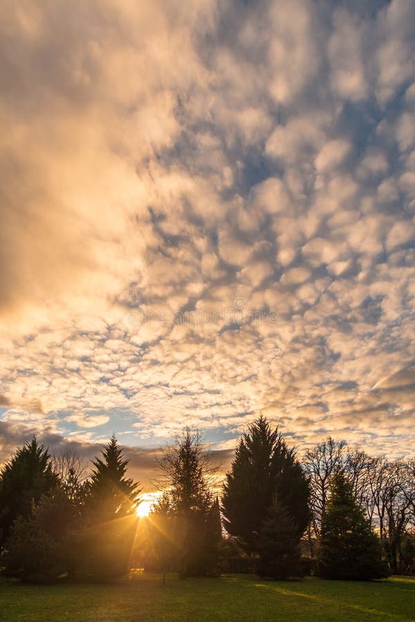 Sun Rays through Trees at Sunset Stock Photo - Image of conifer ...