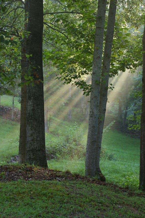 Sun rays through tres stock photo. Image of morning, rays - 54328606