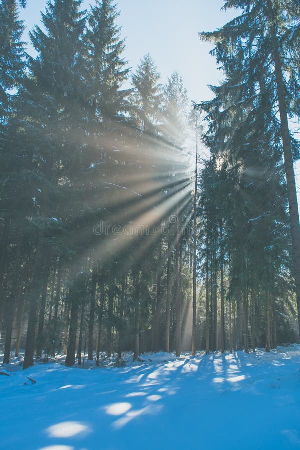 Sun Rays in the Winter Forest Stock Image - Image of cool, weather ...
