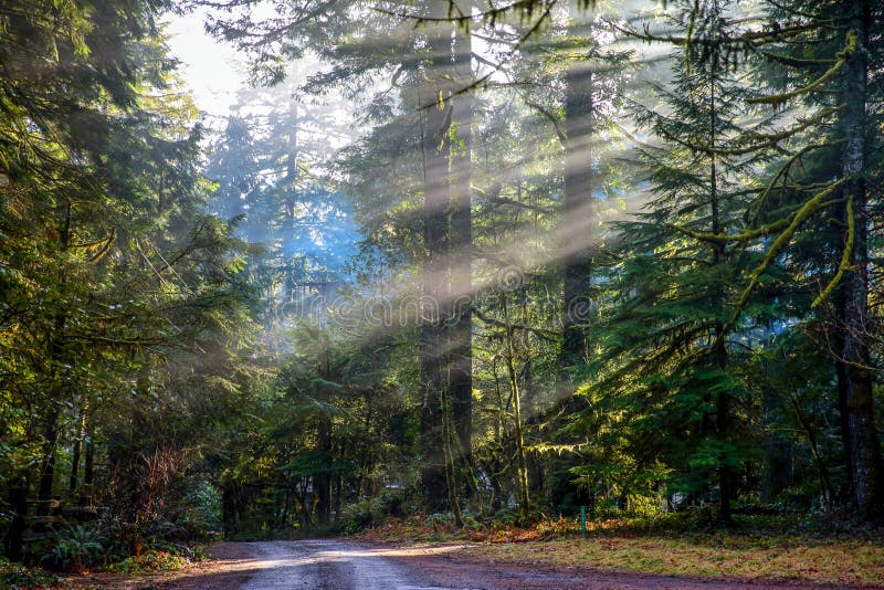 Autumn Forest Road With Early Morning Sun Rays Stock Photo - Image of ...