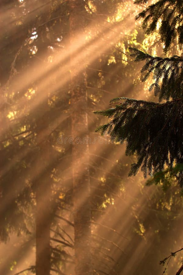 Sun rays in the woods stock photo. Image of warmth, sunshine - 2030948