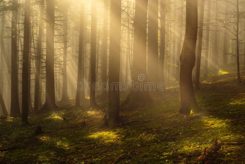 Sun rays in woods. stock image. Image of sunlight, ages - 126548139