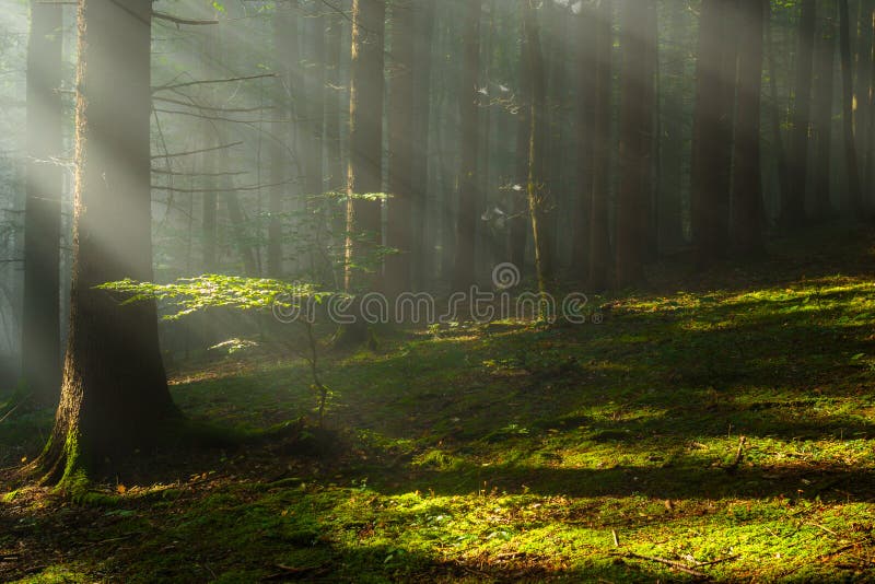 Sun rays in woods. stock photo. Image of sunshine, beautiful - 126548390