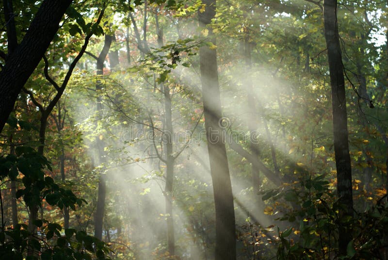 Sun rays in the woods stock photo. Image of warmth, sunshine - 2030948
