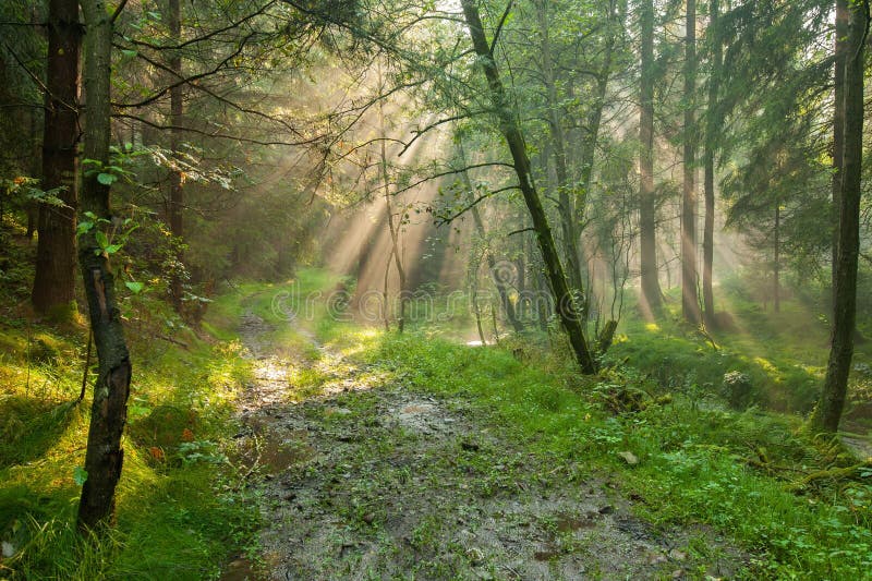 Sun rays in the woods stock photo. Image of green, rays - 100719532