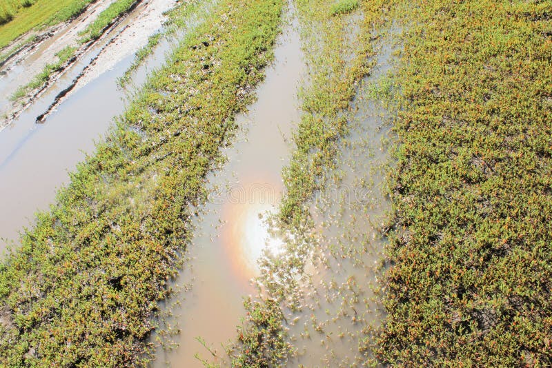The Sun is Reflected in a Puddle in the Water Stock Image - Image of ...